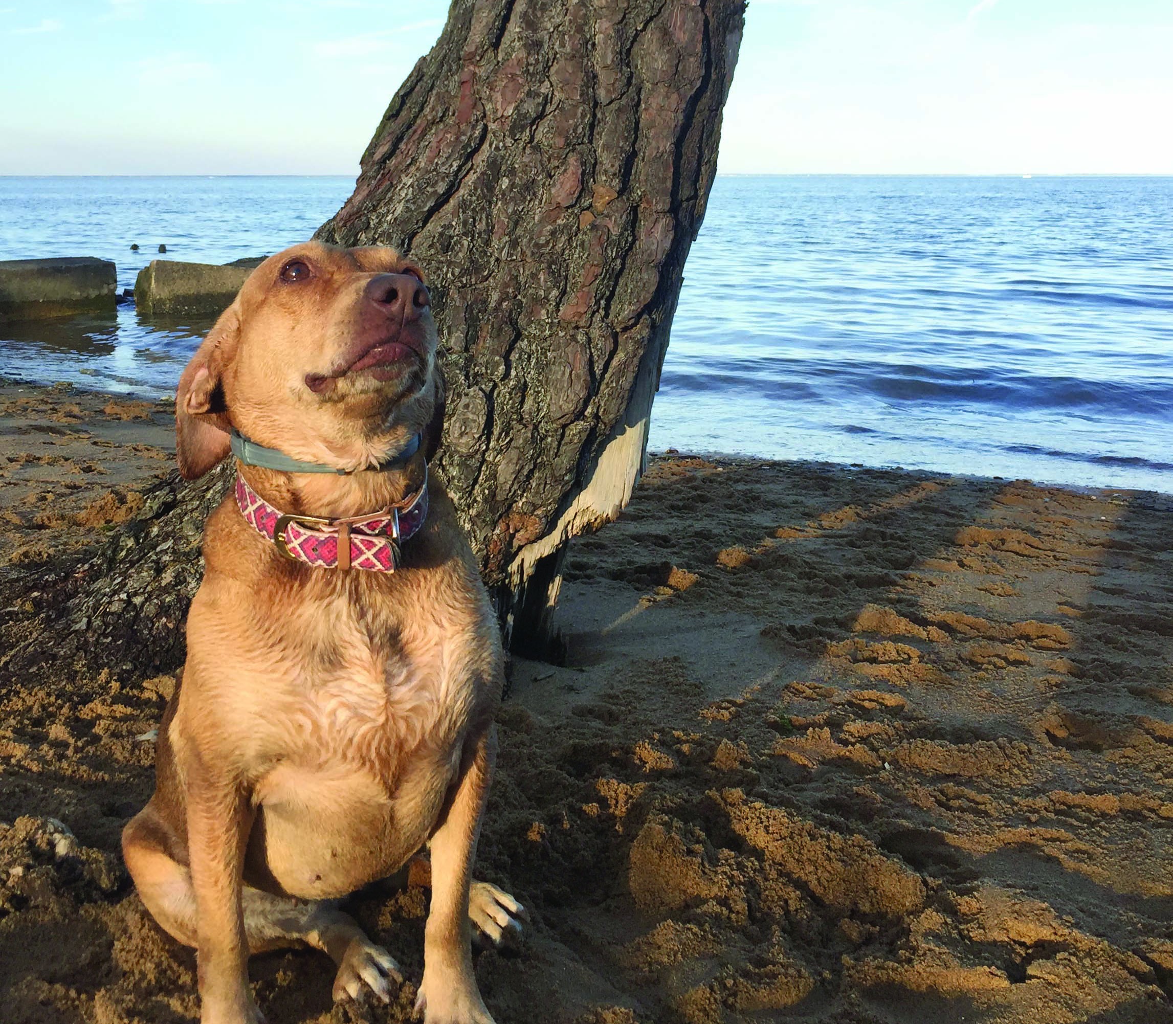 Dark False Mussels and Your Dog on the Chesapeake