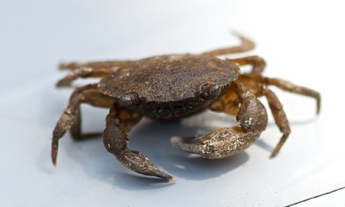 Zombie Crabs | SpinSheet