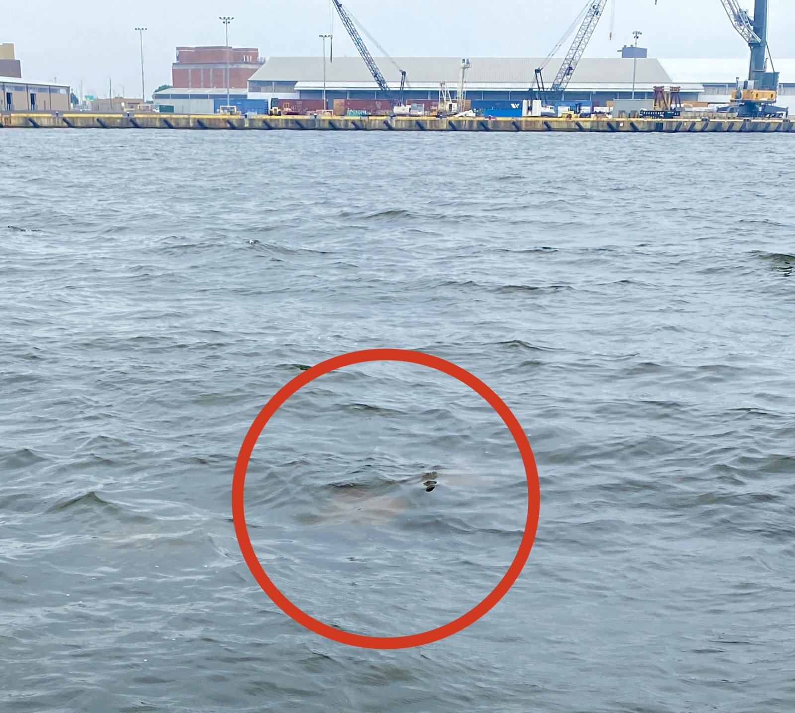 IMG_1037.jpeg | SpinSheet