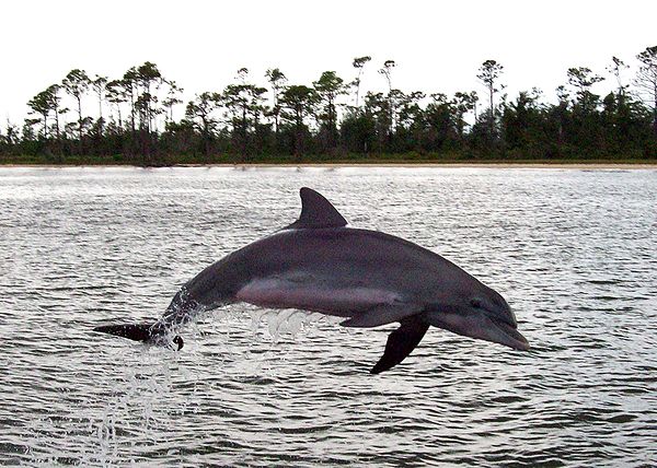 Help scientists track dolphins in Chesapeake Bay