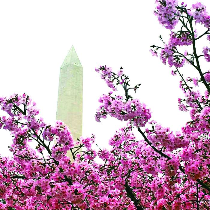 See the Bay: Visiting Washington DC Cherry Blossom Festival